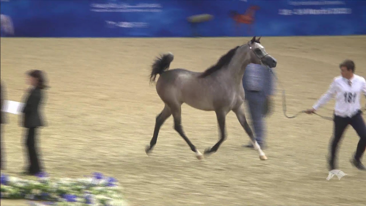11th Qatar National Arabian Horse Show | Saturday - Total Horse Channel ...
