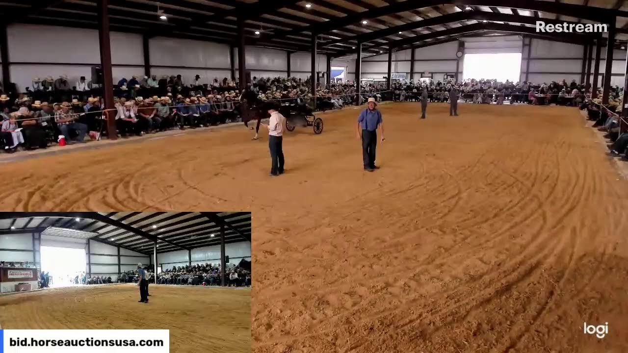 13th Annual Dutch Valley Driving Horse Sale Preview, Platteville WI ...