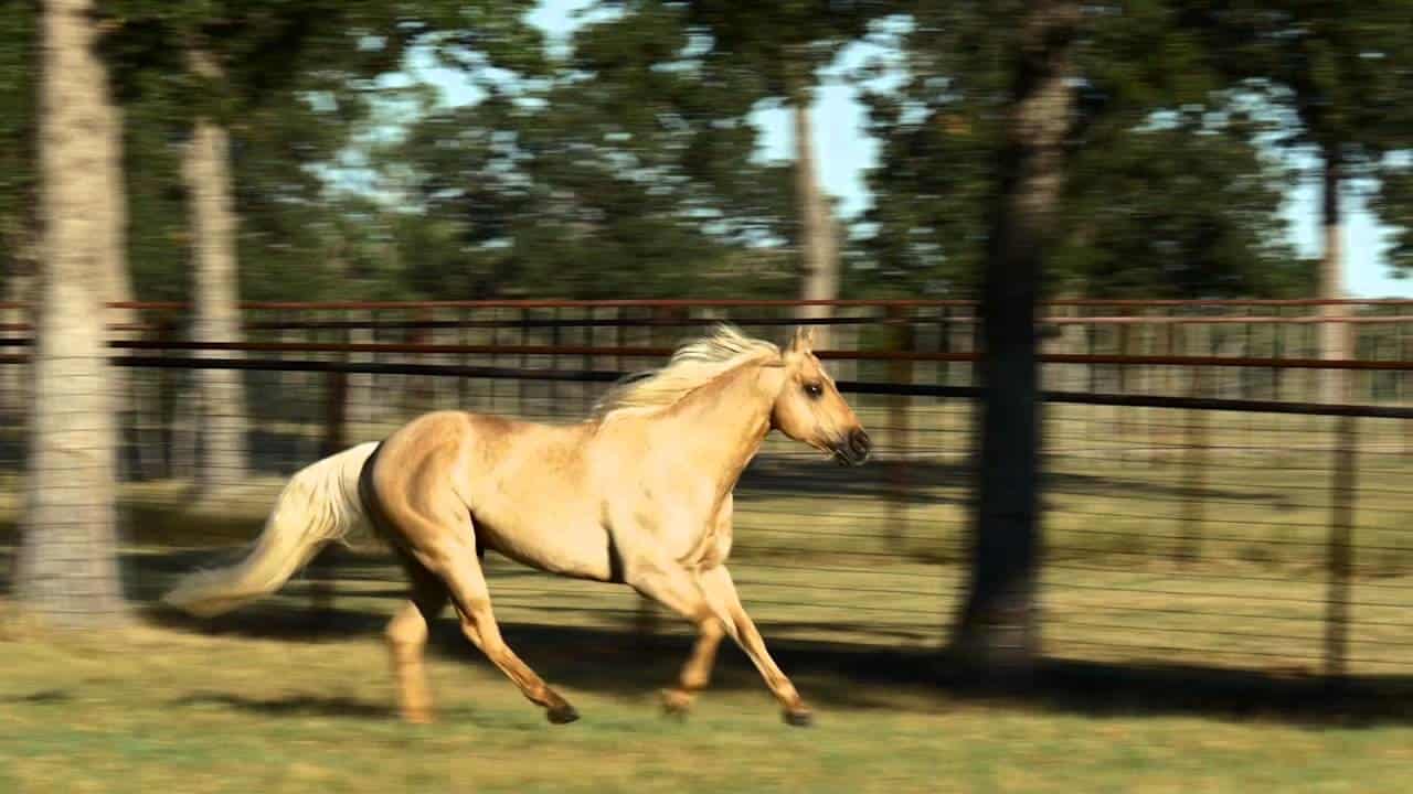 Meet CD Diamond – Total Horse Channel | Equestrian TV