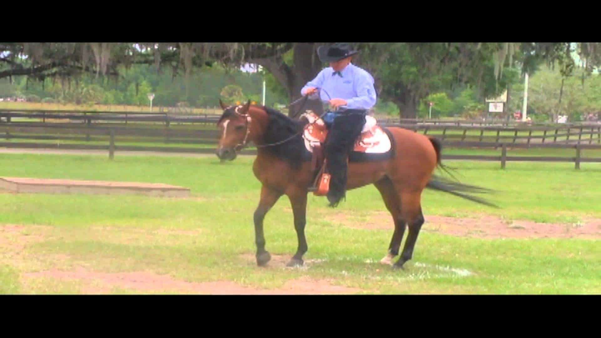 Arabian Western Trail – The Arabian Celebration - Total Horse Channel ...