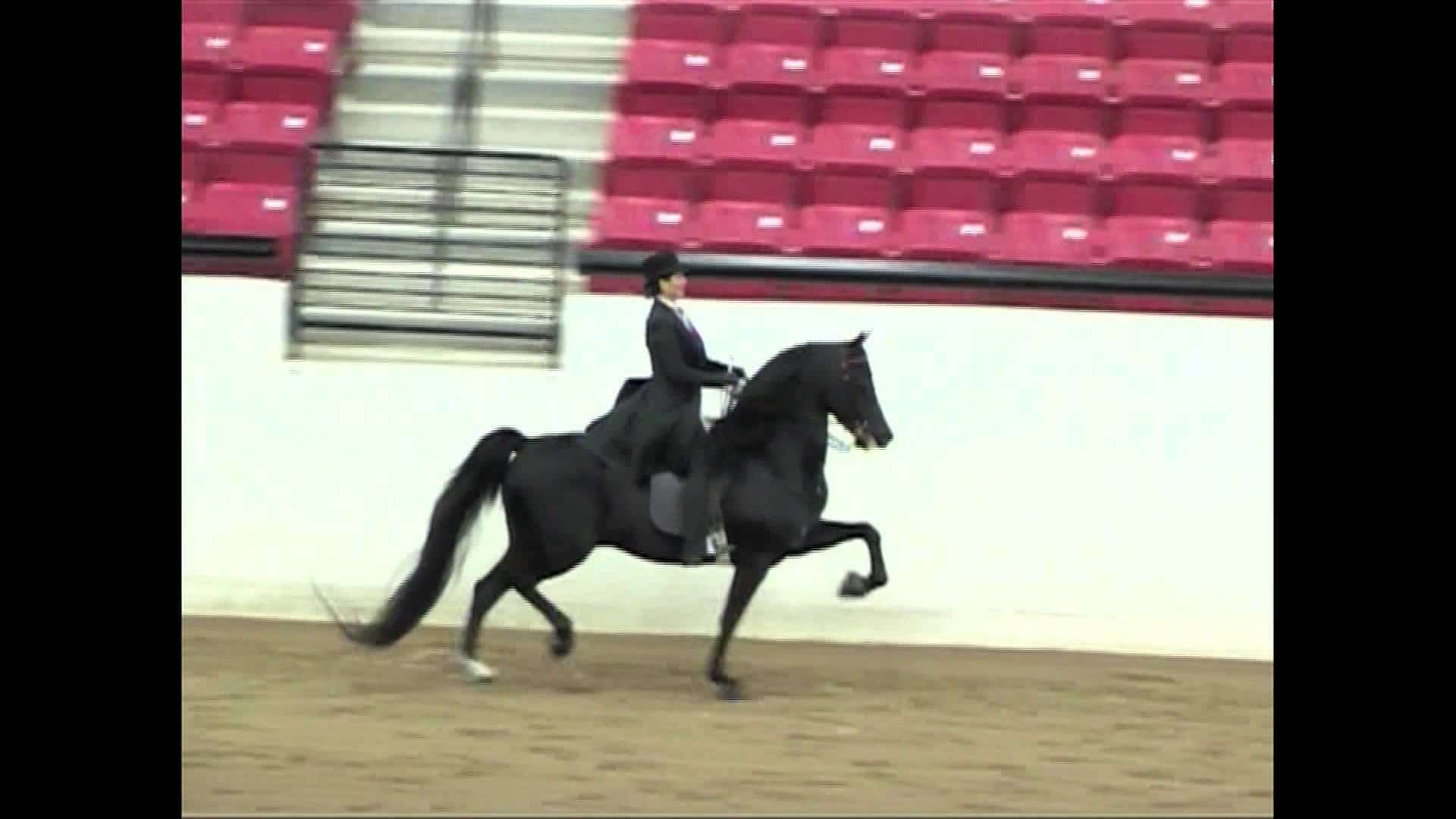 Arcuri Stables – CRD Bugatti - Total Horse Channel | Equestrian TV