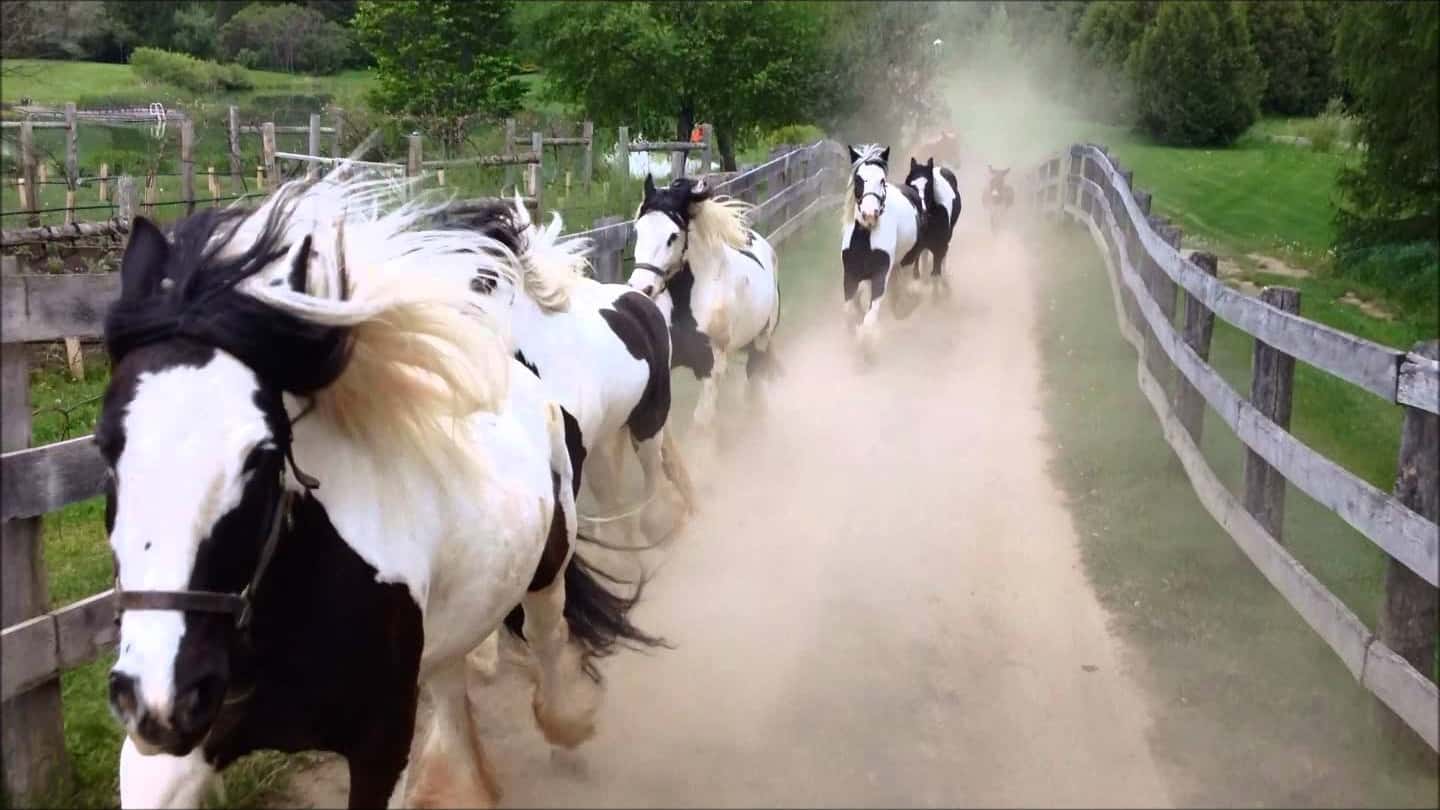 Dinner Time at Deerfields Stables - Total Horse Channel | Equestrian TV