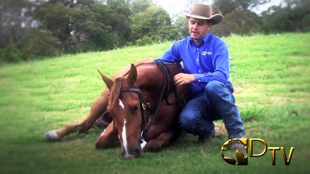 Double Dan - Total Horse Channel | Equestrian TV