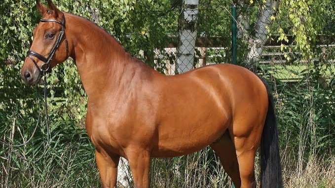 Gelding 2007 for higher dressage and perfect school master - Total ...