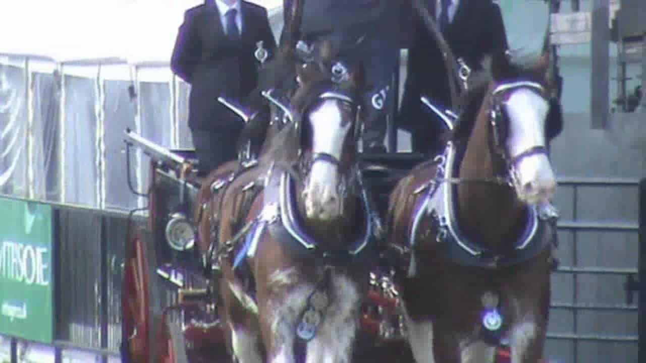 Heavy Horses at the Royal Highland Show - Total Horse Channel ...