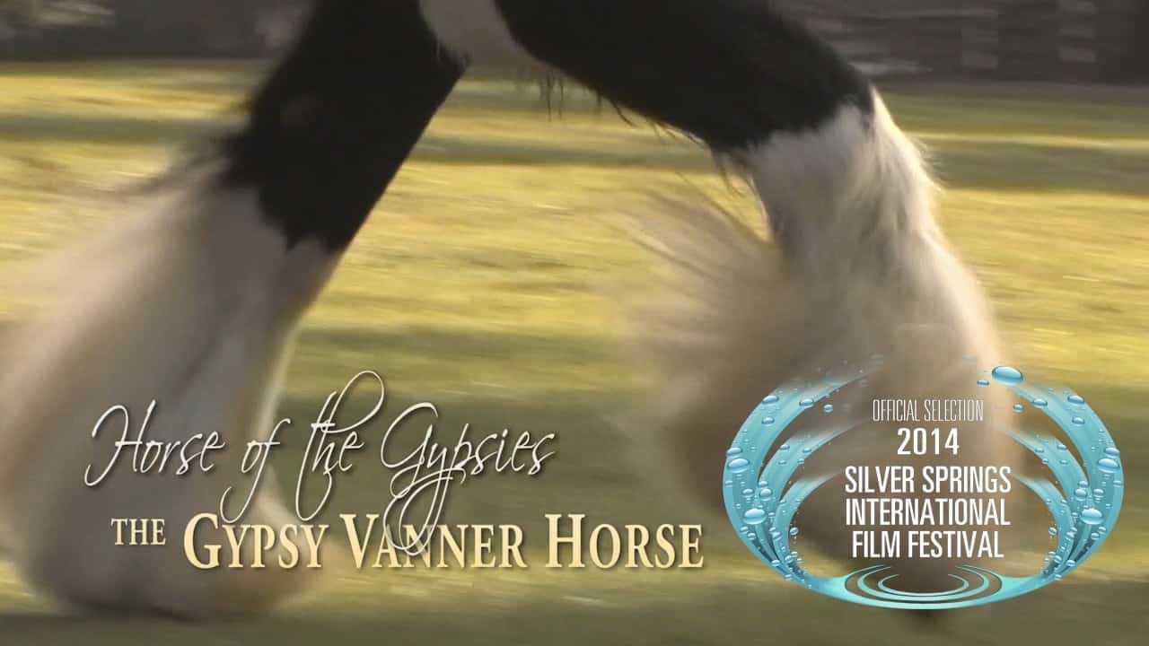 Horse of the Gypsies - Total Horse Channel | Equestrian TV