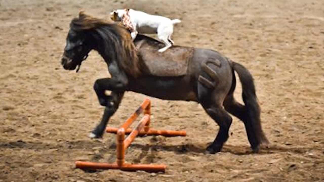 Jack Russell Rides Miniature Horse - Total Horse Channel | Equestrian TV
