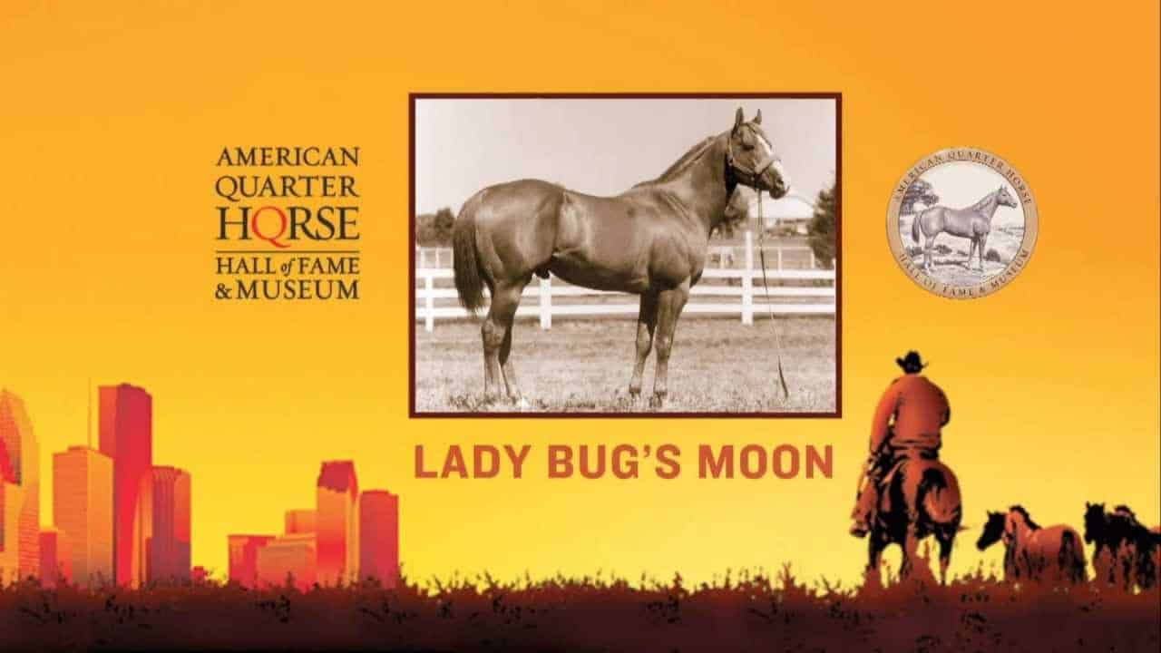Lady Bug’s Moon - Total Horse Channel | Equestrian TV