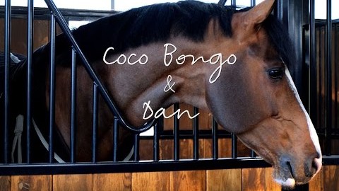 Meet Coco Bongo - Total Horse Channel | Equestrian TV