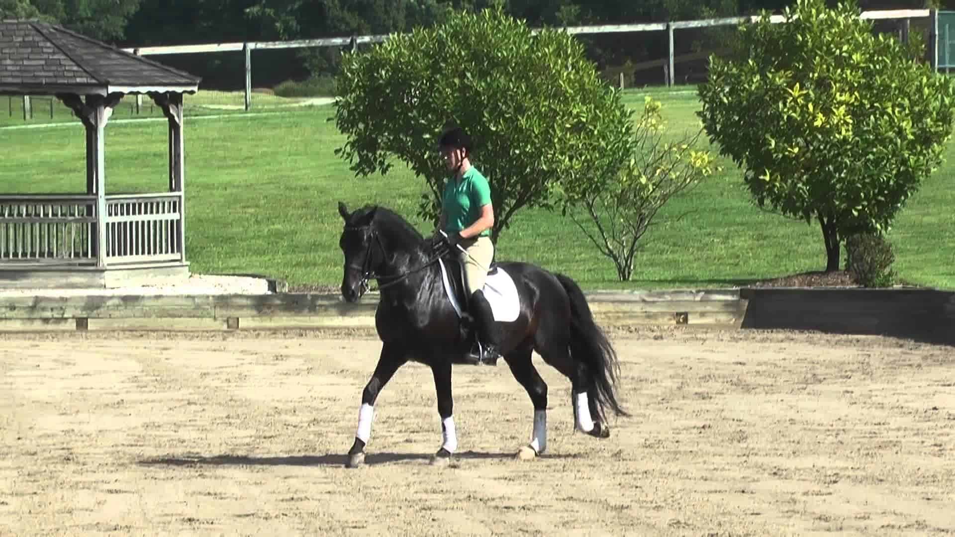 Popeye – Pony Stallion - Total Horse Channel | Equestrian TV