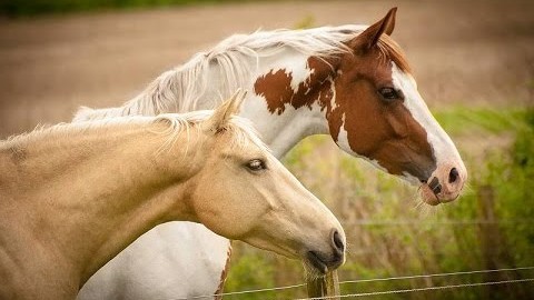 Solaris Fabianna - Total Horse Channel | Equestrian TV