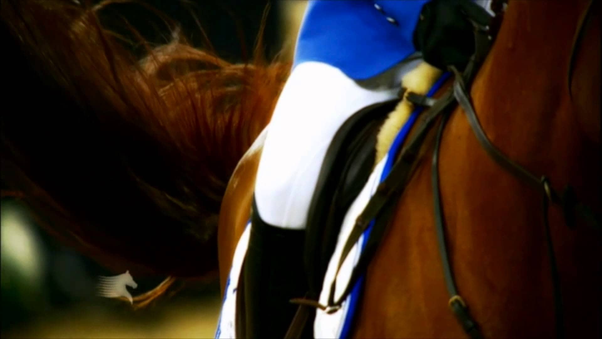 The Beauty Of Showjumping - Total Horse Channel | Equestrian TV
