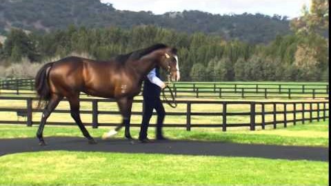 Vinery Stud Open Day - Total Horse Channel | Equestrian TV