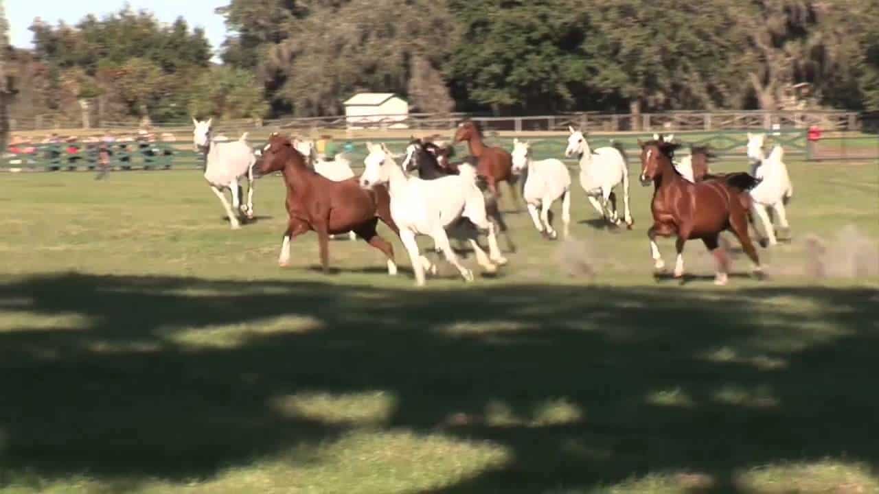 A Field of Arabians - Total Horse Channel | Equestrian TV