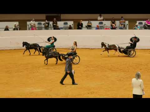 2020 AMHA WORLD GRAND CLASS COUNTRY PLEASURE DRIVING - Total Horse ...