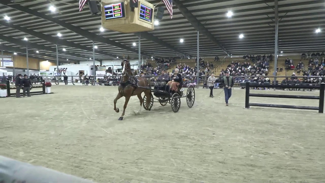 2023 Dutch Cross Classic - Total Horse Channel | Equestrian TV