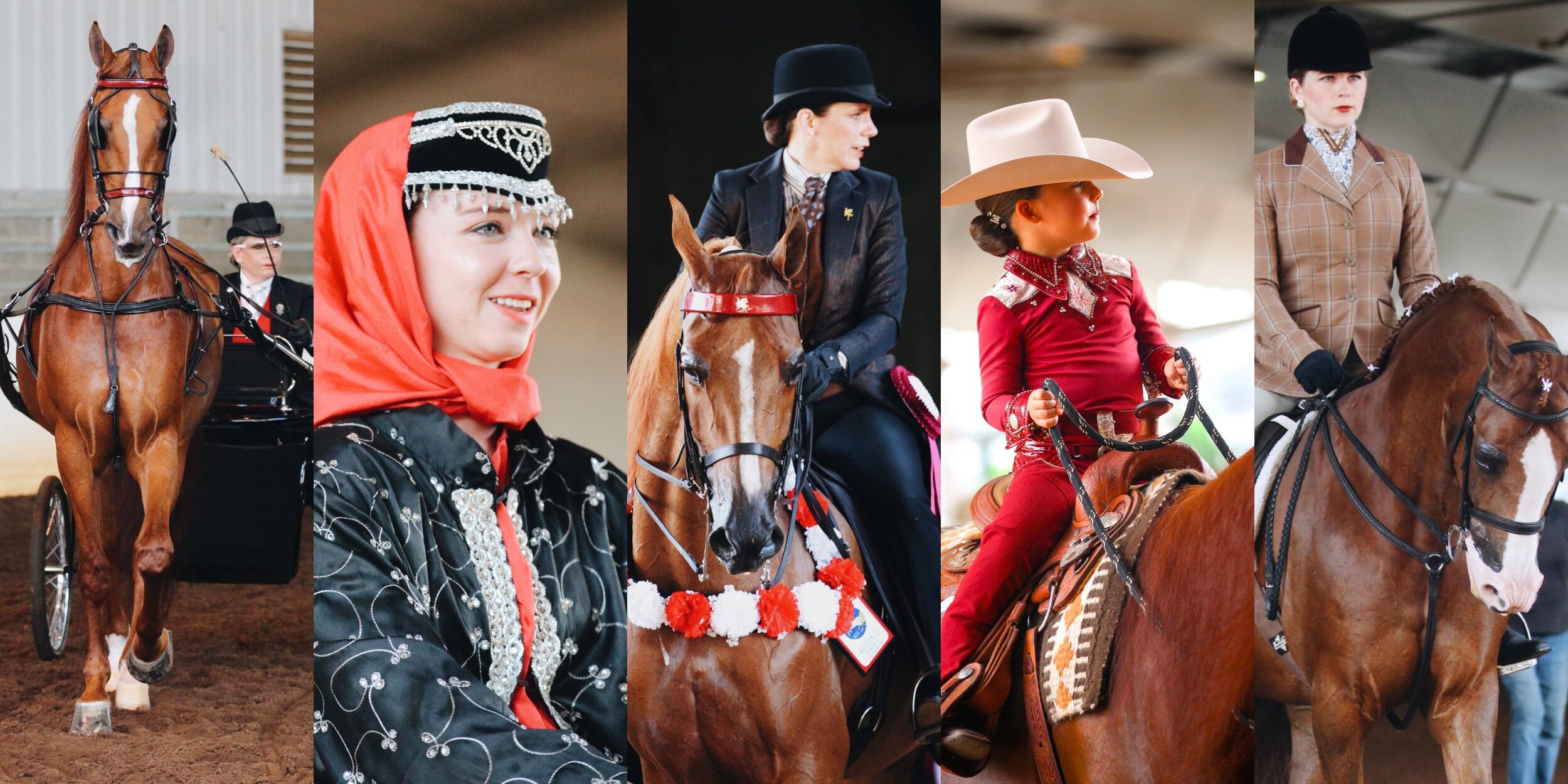 2026 Region 12 Arabian & Half-Arabian Championship – Total Horse ...