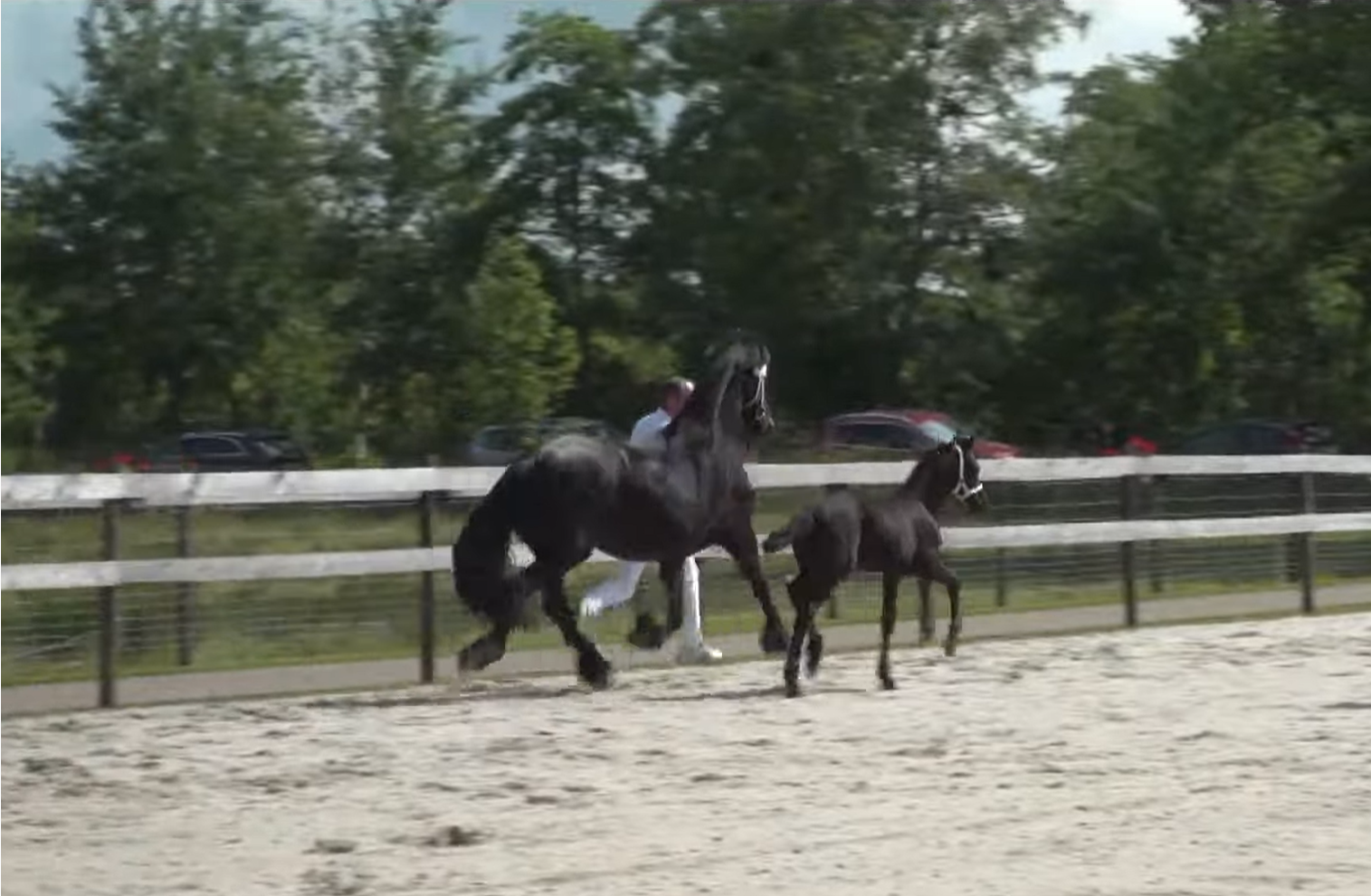 Horse Inspection - Total Horse Channel | Equestrian TV