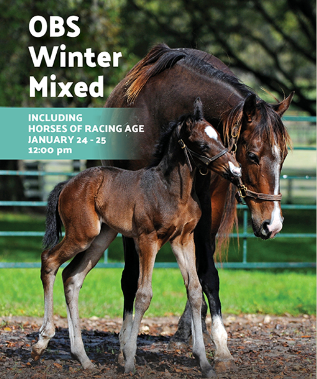 2023 OBS Winter Mixed Sale - Total Horse Channel | Equestrian TV