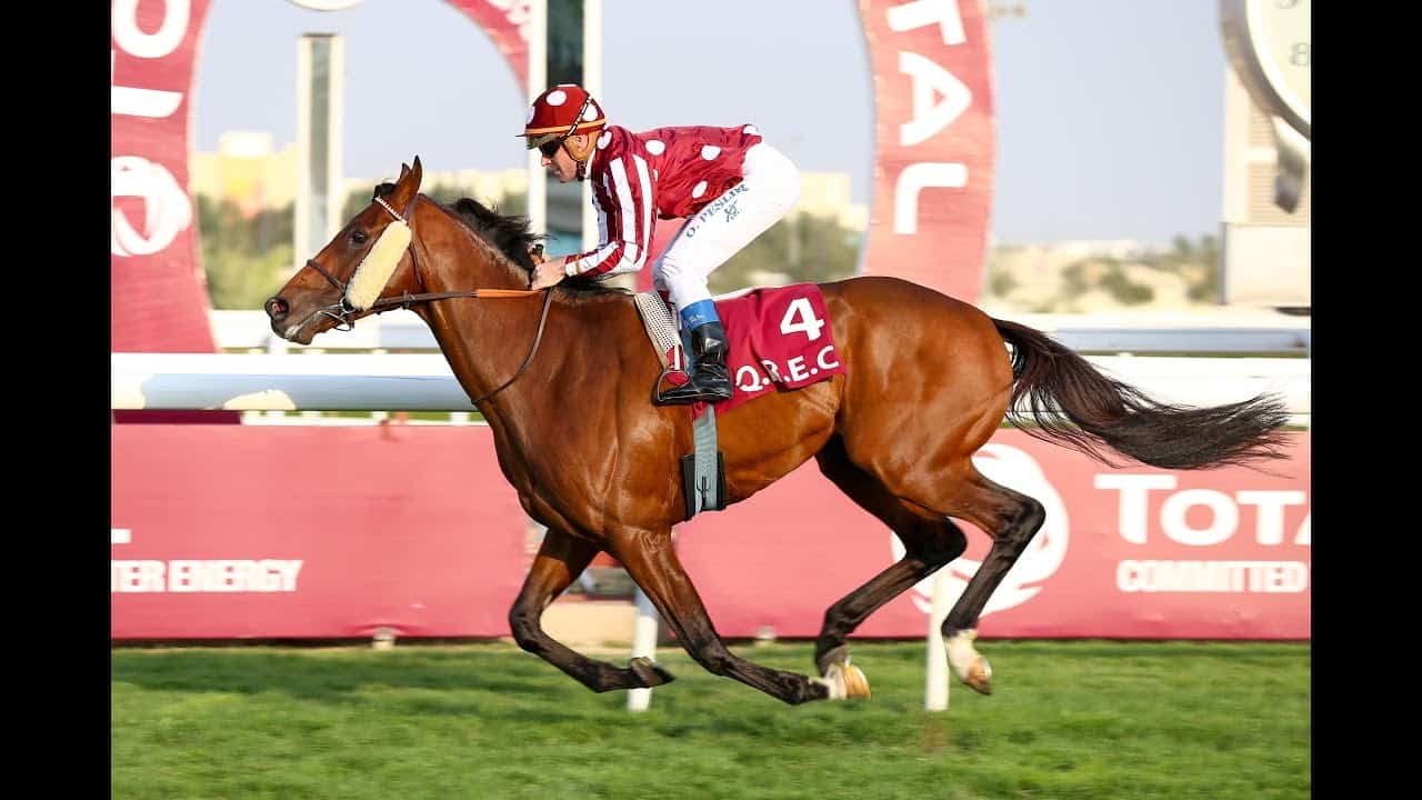 Al Hamla Cup | Horse Racing | LIVE - Total Horse Channel | Equestrian TV