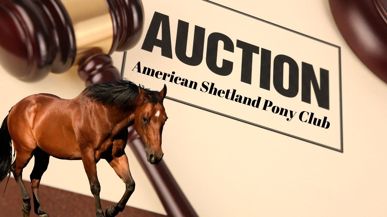 American Shetland Pony Club Auction - Total Horse Channel | Equestrian TV