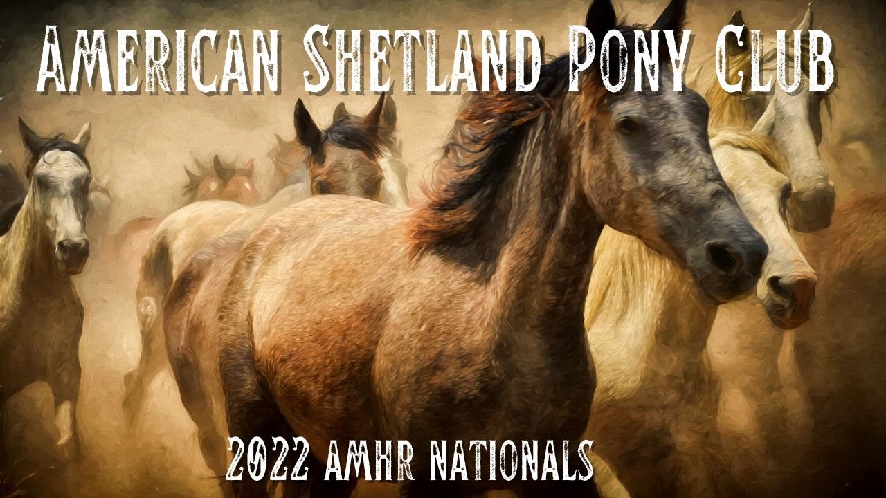 AMHR Nationals Ford Truck Arena | September 16th, 2022 - Total Horse ...