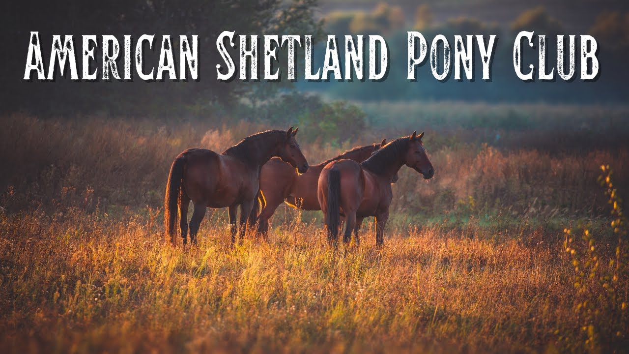 AMHR Nationals Ford Truck Arena | September 15th, 2022 - Total Horse ...