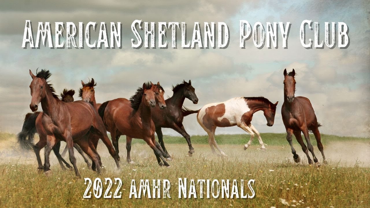 AMHR Nationals Ford Truck Arena | September 8th, 2022 - Total Horse ...