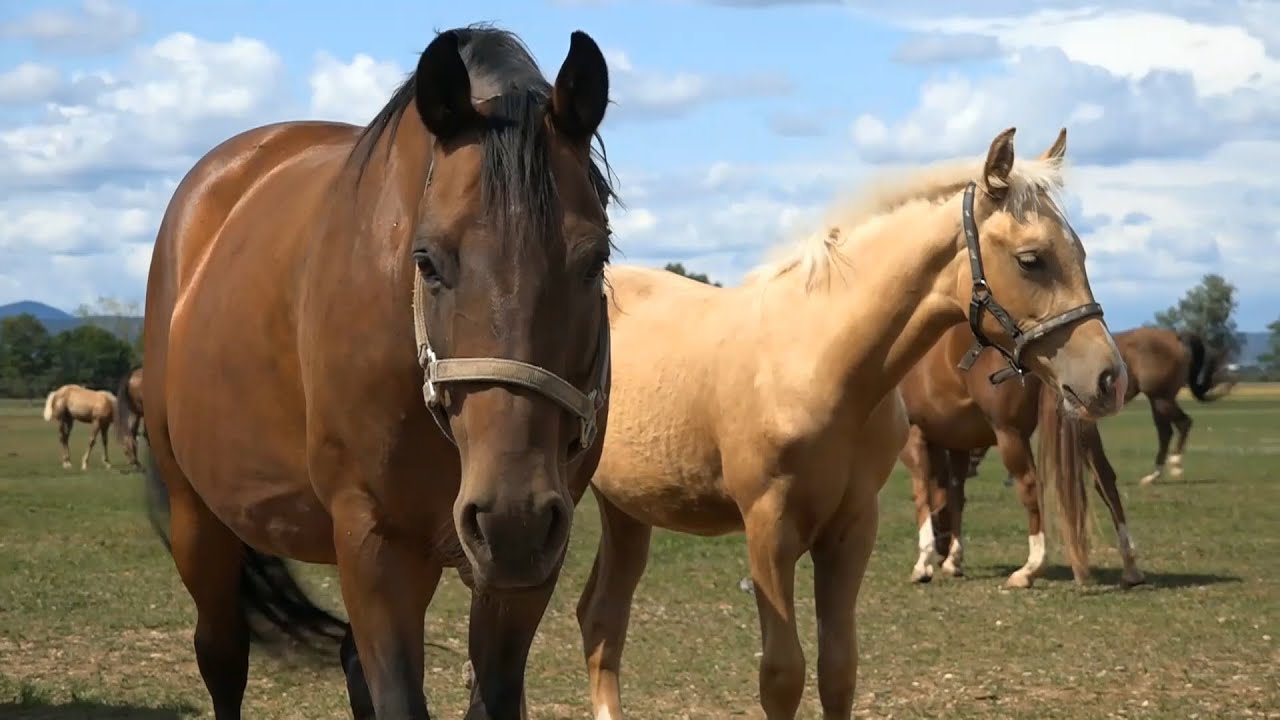 AUSTRIAN REINING FUTURITY | August 18th, 2023 - Total Horse Channel ...