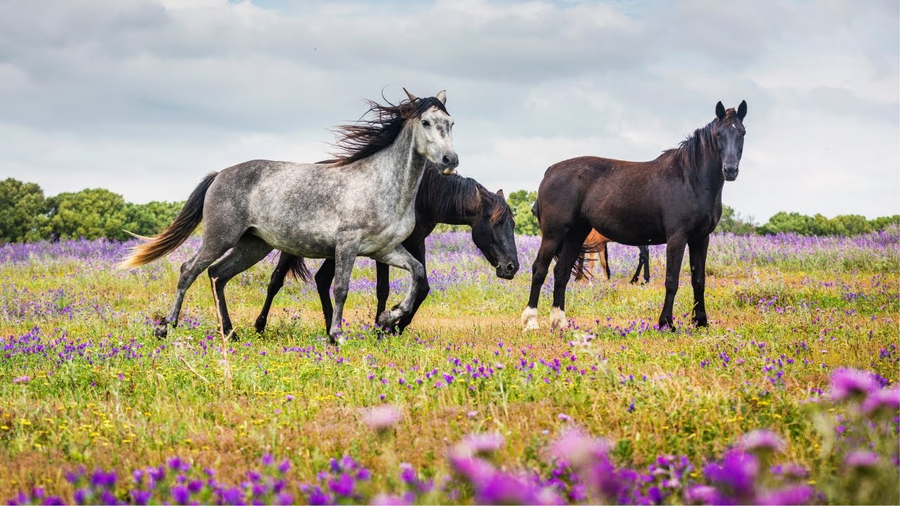 Beautiful Wild Horses | Peaceful Nature Video - Total Horse Channel ...