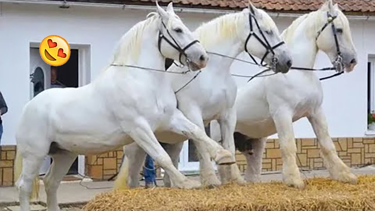 Best Funniest Horse 😹 – funny and cute Horse Videos Compilation Made ...