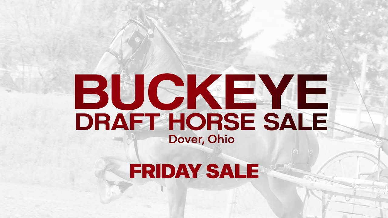 Buckeye Draft Horse Sale – Total Horse Channel | Equestrian TV