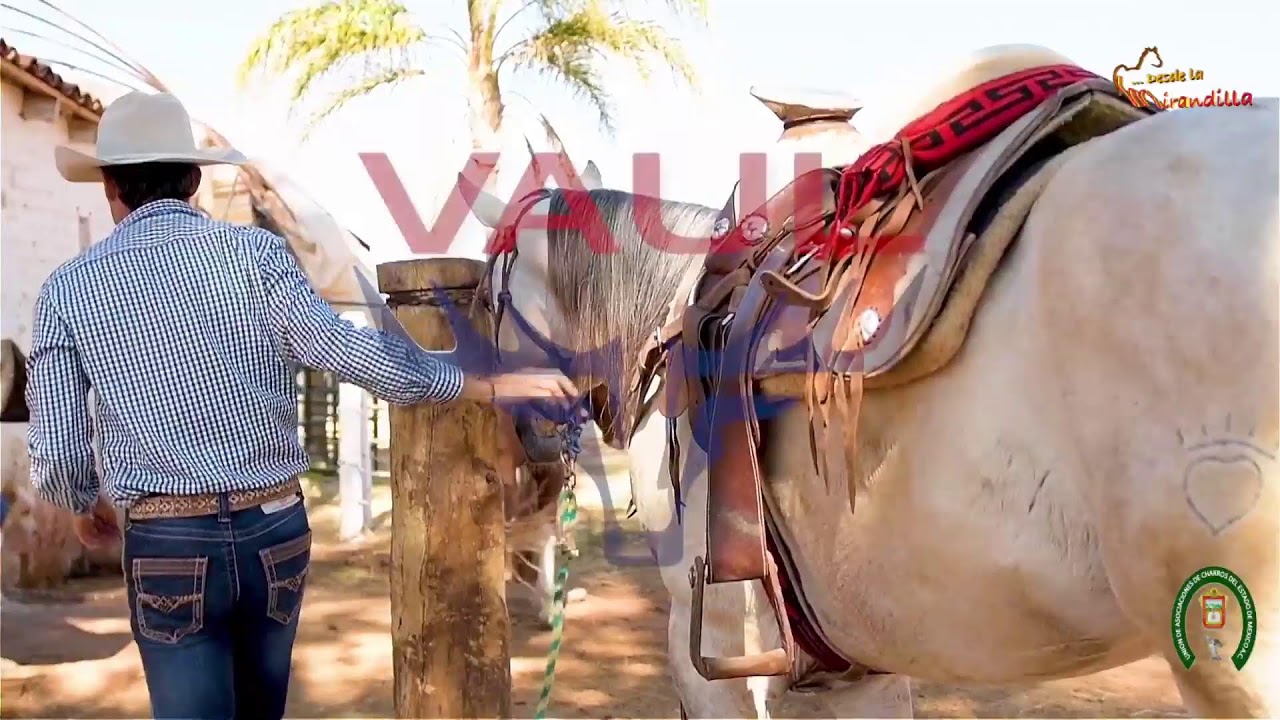 CAMPEONATO ESTATAL TEXCOCO 2024 - Total Horse Channel | Equestrian TV