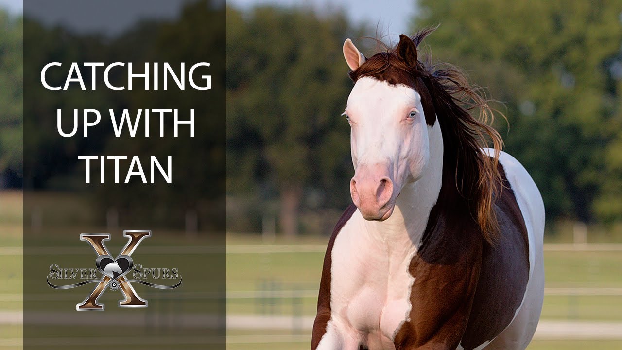 Catching Up With Titan and Silver Spurs Equine - Total Horse Channel | Equestrian TV