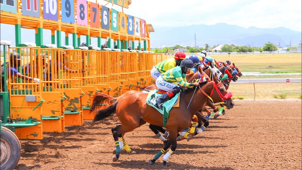 Live Racing At Caymanas Park