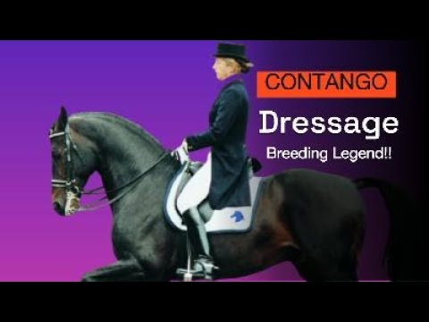 Contango: The Stallion Who Gave Us Ravel, and So Much More - Total ...