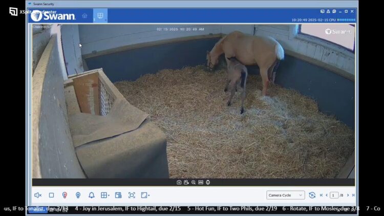 LIVE Events - Total Horse Channel | Equestrian TV