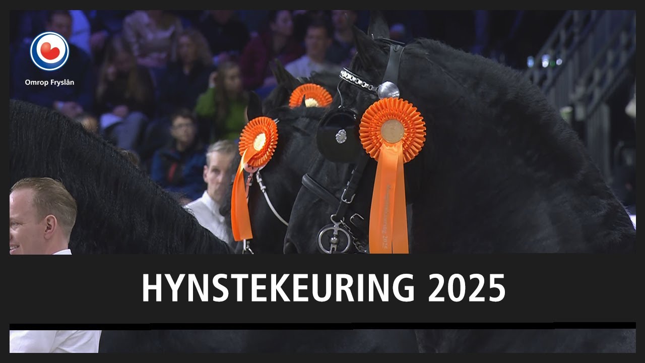 Dit was de Hynstekeuring 2025 | HYNSTEKEURING - Total Horse Channel ...