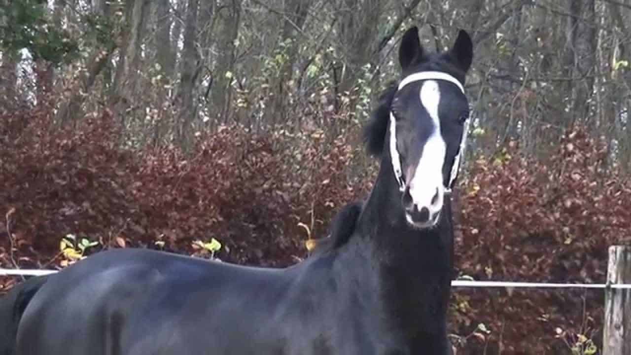Dutch Harness Horse stallion Indaan - Total Horse Channel | Equestrian TV