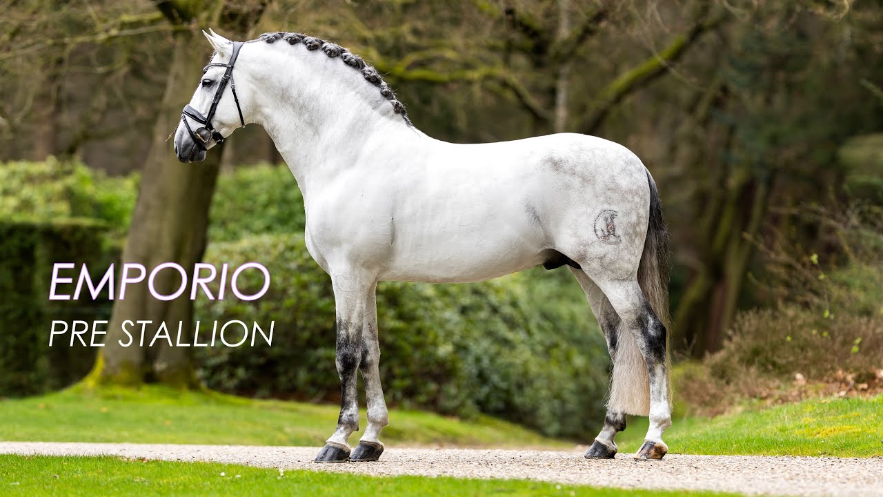 Emporio | EXPRESSIVE & BAROQUE PRE STALLION STANDING AT STUD - Total ...
