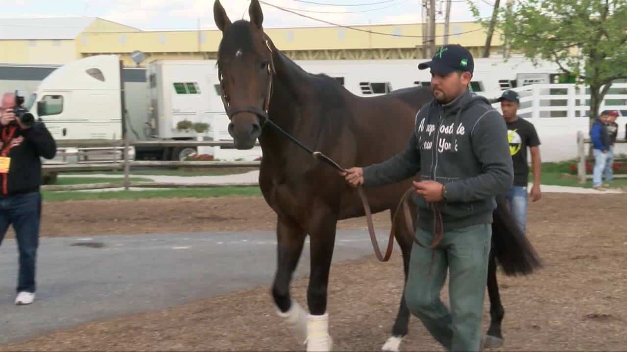 Exaggerator Arrives - Total Horse Channel | Equestrian TV