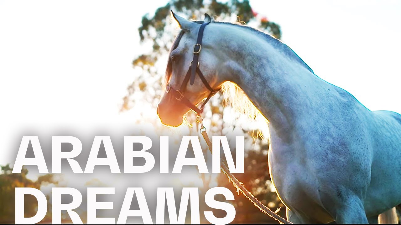 Fascinating Arabian horses at the Mulawa Stables | RIDE - Total Horse ...