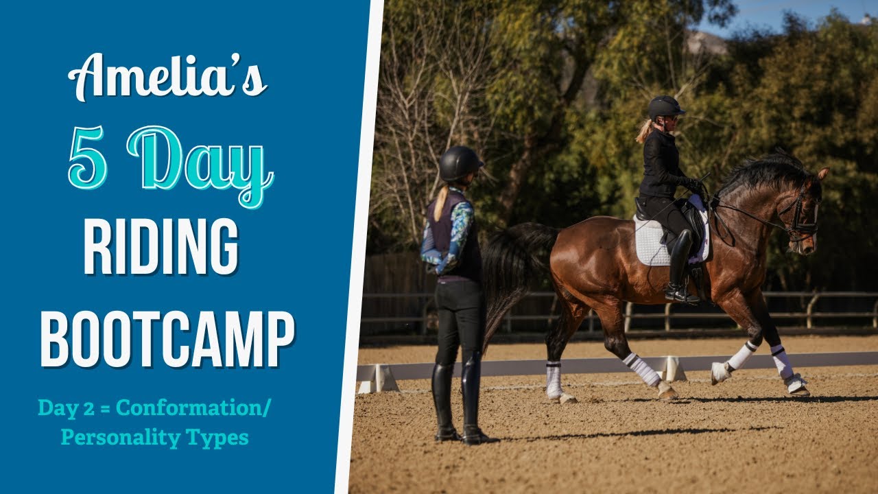 Free Five Day Riding Bootcamp Day 2 – Conformation & Personality Types - Total Horse Channel ...