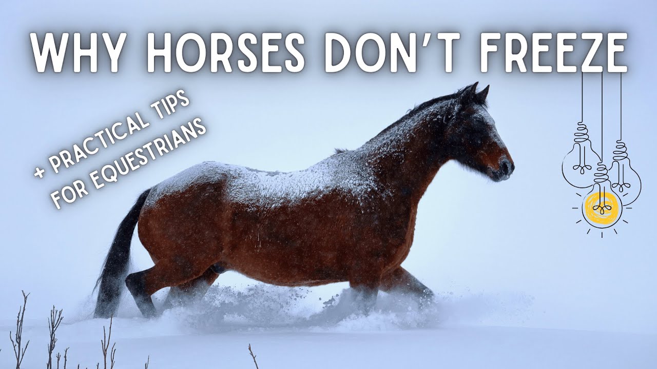 Freeze? Not Horses! Science explained - Total Horse Channel | Equestrian TV