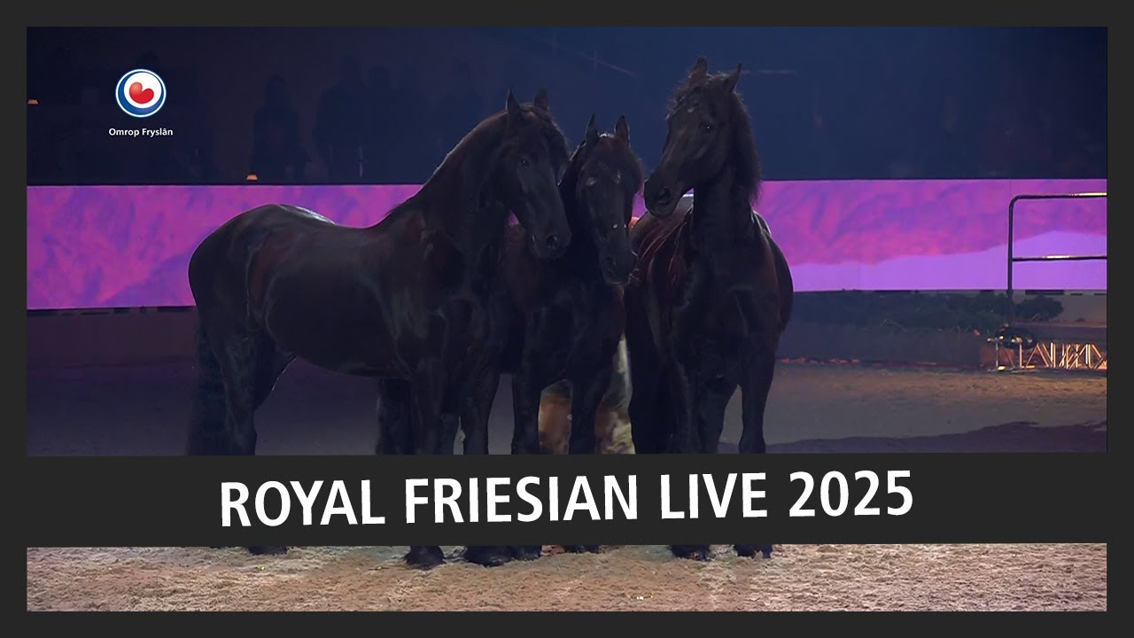 Friesian Proms Live 2025 | HYNSTEKEURING - Total Horse Channel ...