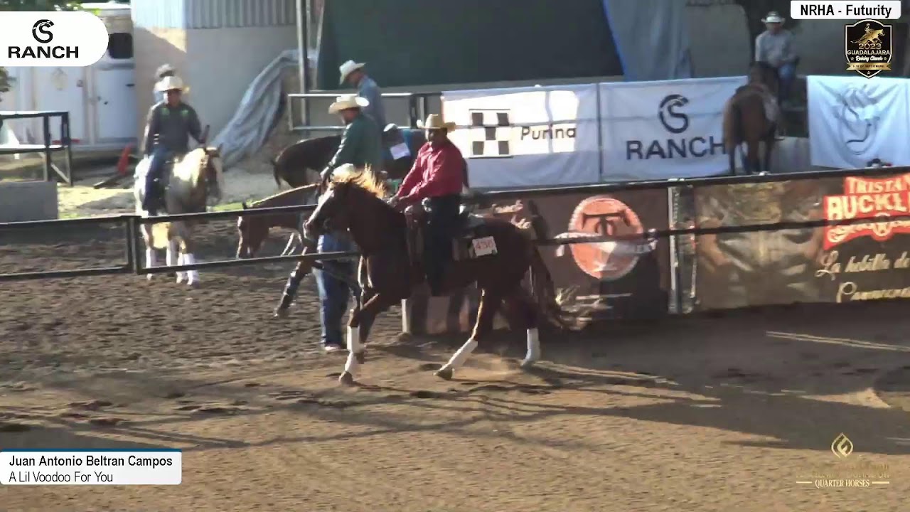 Guadalajara Reining Classic | Futurity Open - Total Horse Channel ...