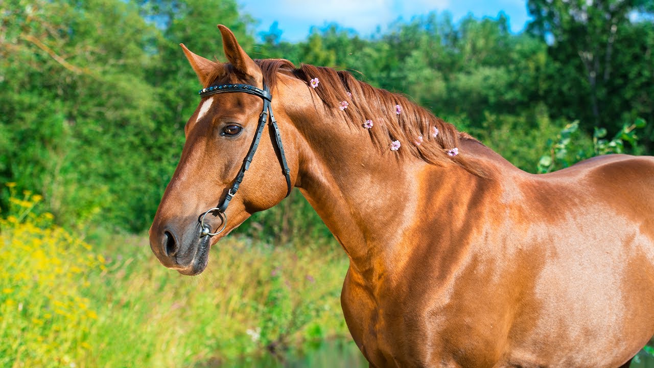 Healing Music for Health and Calming | Horse Video - Total Horse ...