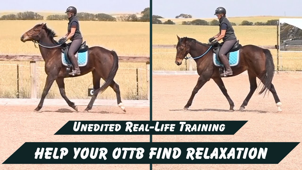 Helping Your OTTB Horse To Find Relaxation Under Saddle - Total Horse Channel | Equestrian TV