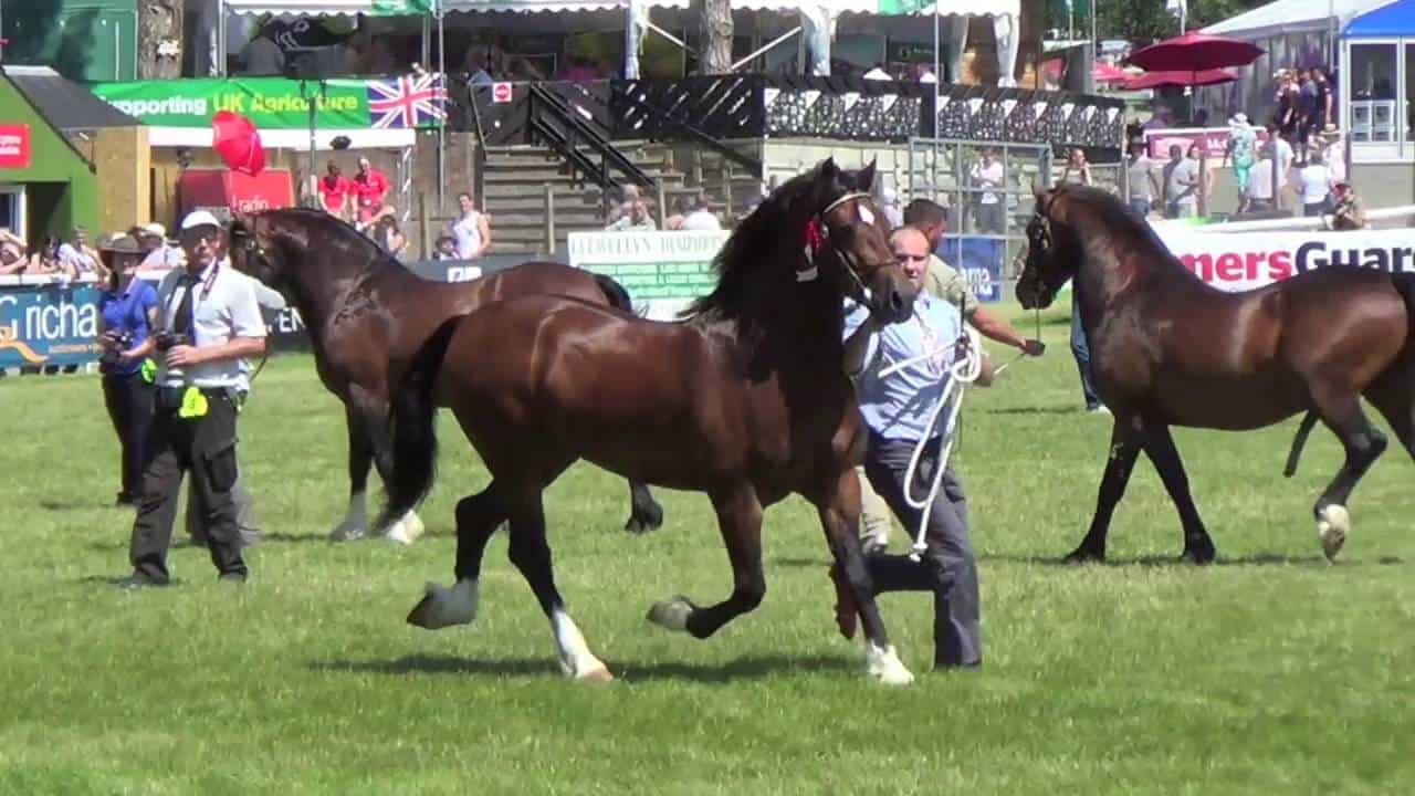 Highlights | Royal Welsh Show 2016 - Total Horse Channel | Equestrian TV