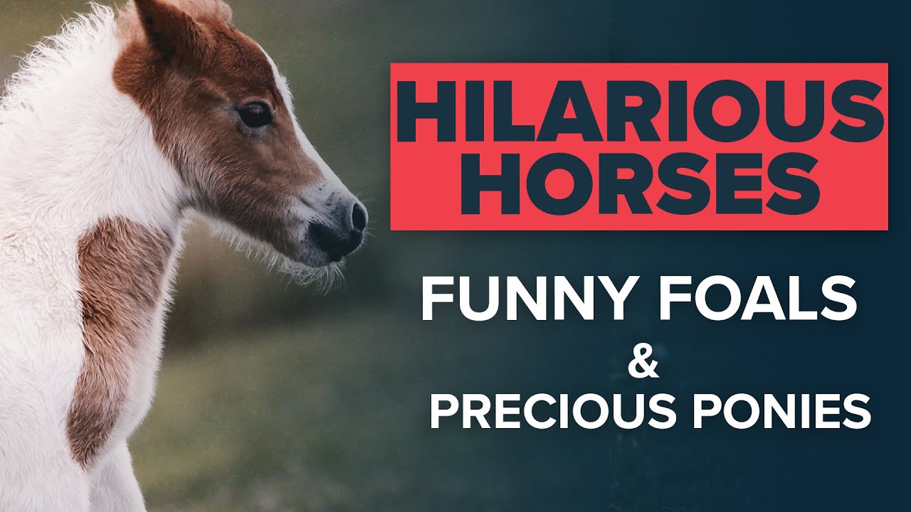 HILARIOUS HORSES, FUNNY FOALS AND PRECIOUS PONIES | WHR’S BEST FEEL ...